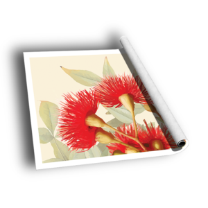 Shop wall art prints online - Red Gum Flowers - Wall Art by Modern ...